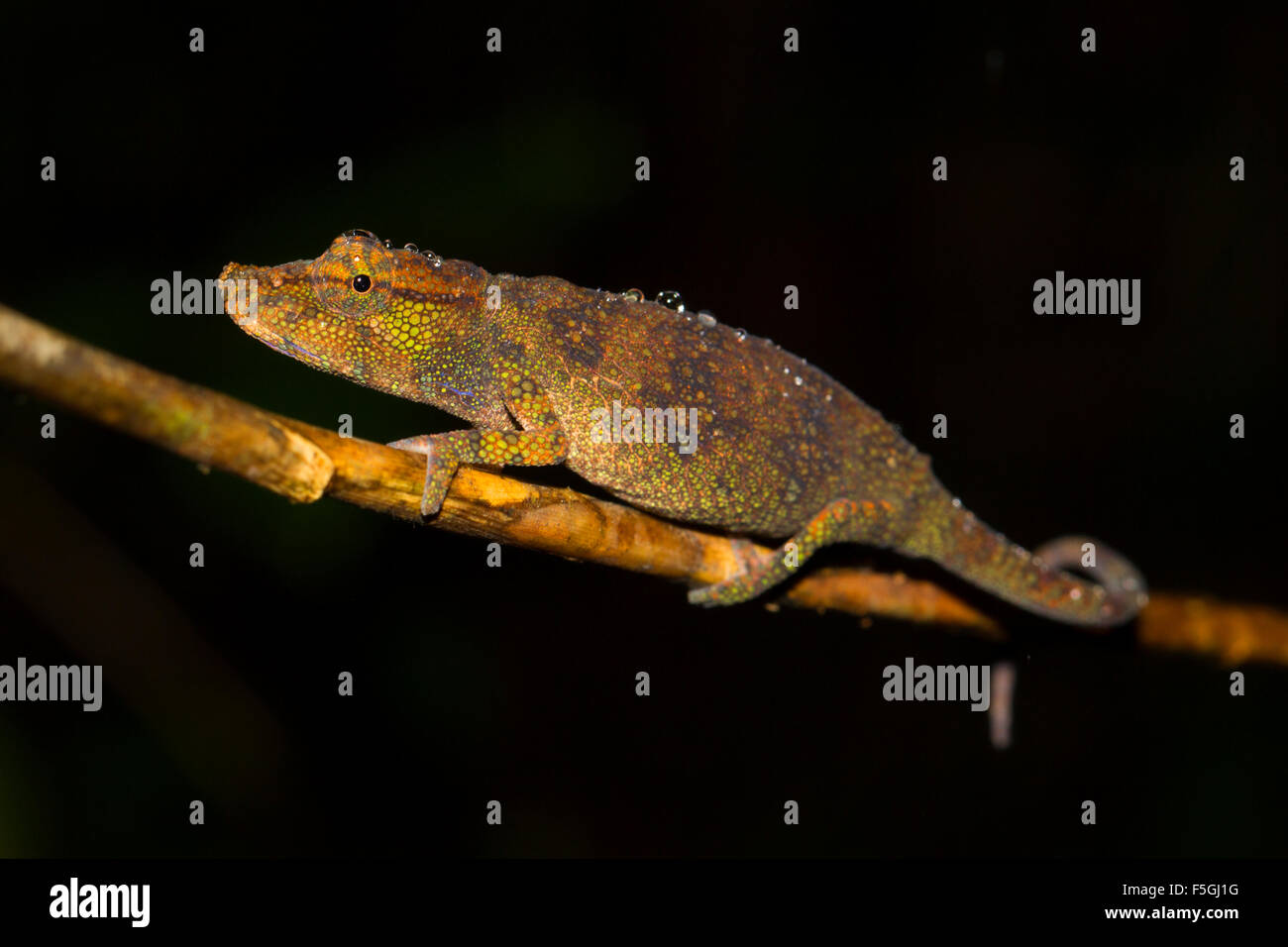 Chameleon (Calumma nasutum), female, rainforest of Ranomafana National ...