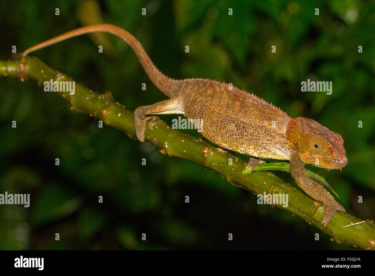 Chameleon (Calumma crypticum), female, rainforest of Ranomafana ...