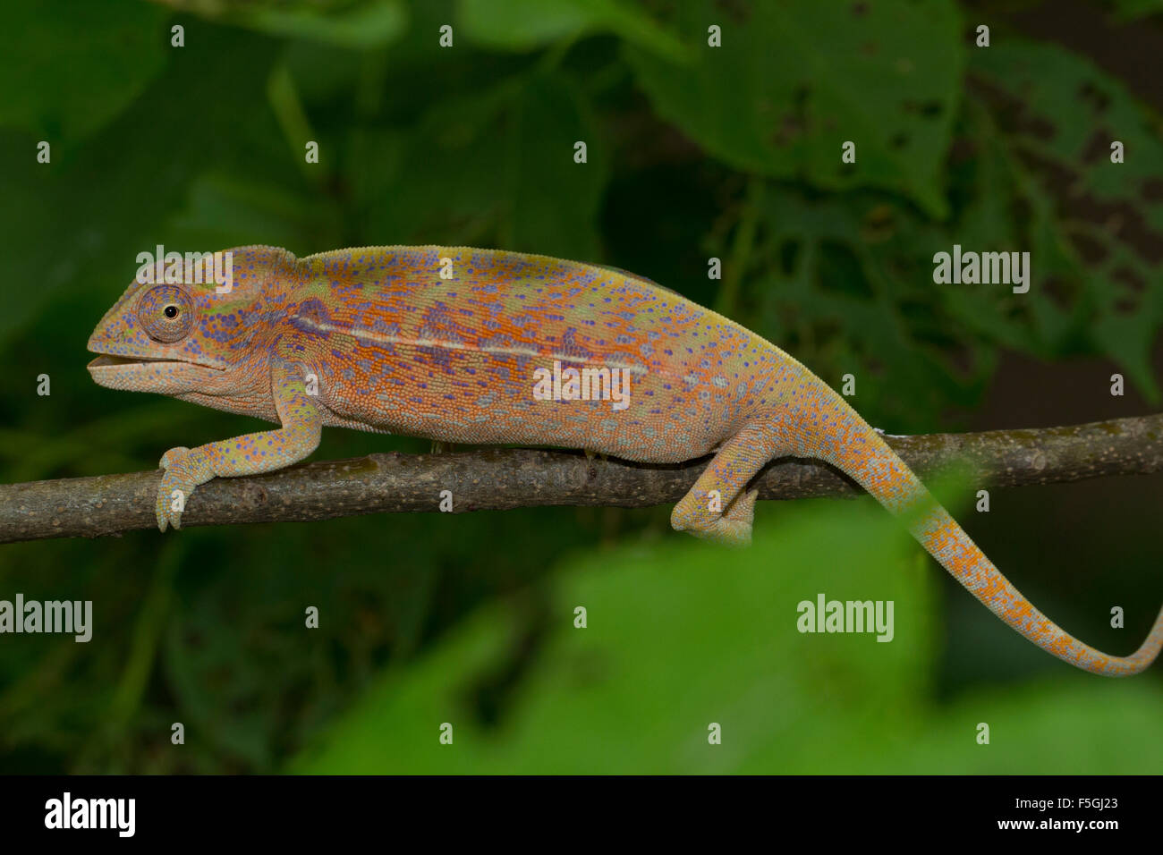 Furcifer major hi-res stock photography and images - Alamy