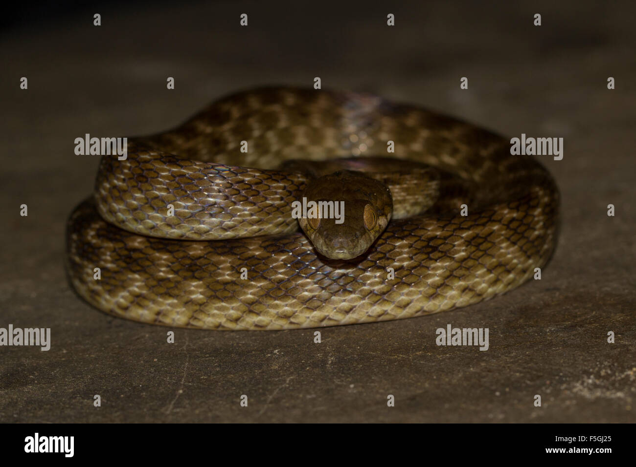 Madagascar night snake (Madagascarophis colubrinus), curled up, Isalo ...