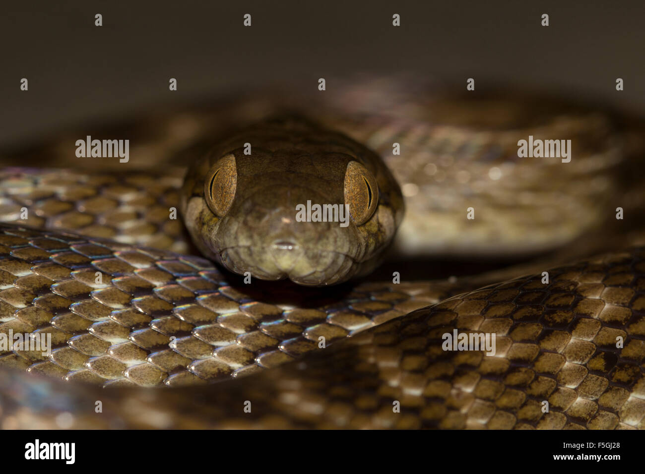 Madagascar night snake (Madagascarophis colubrinus), Isalo National ...