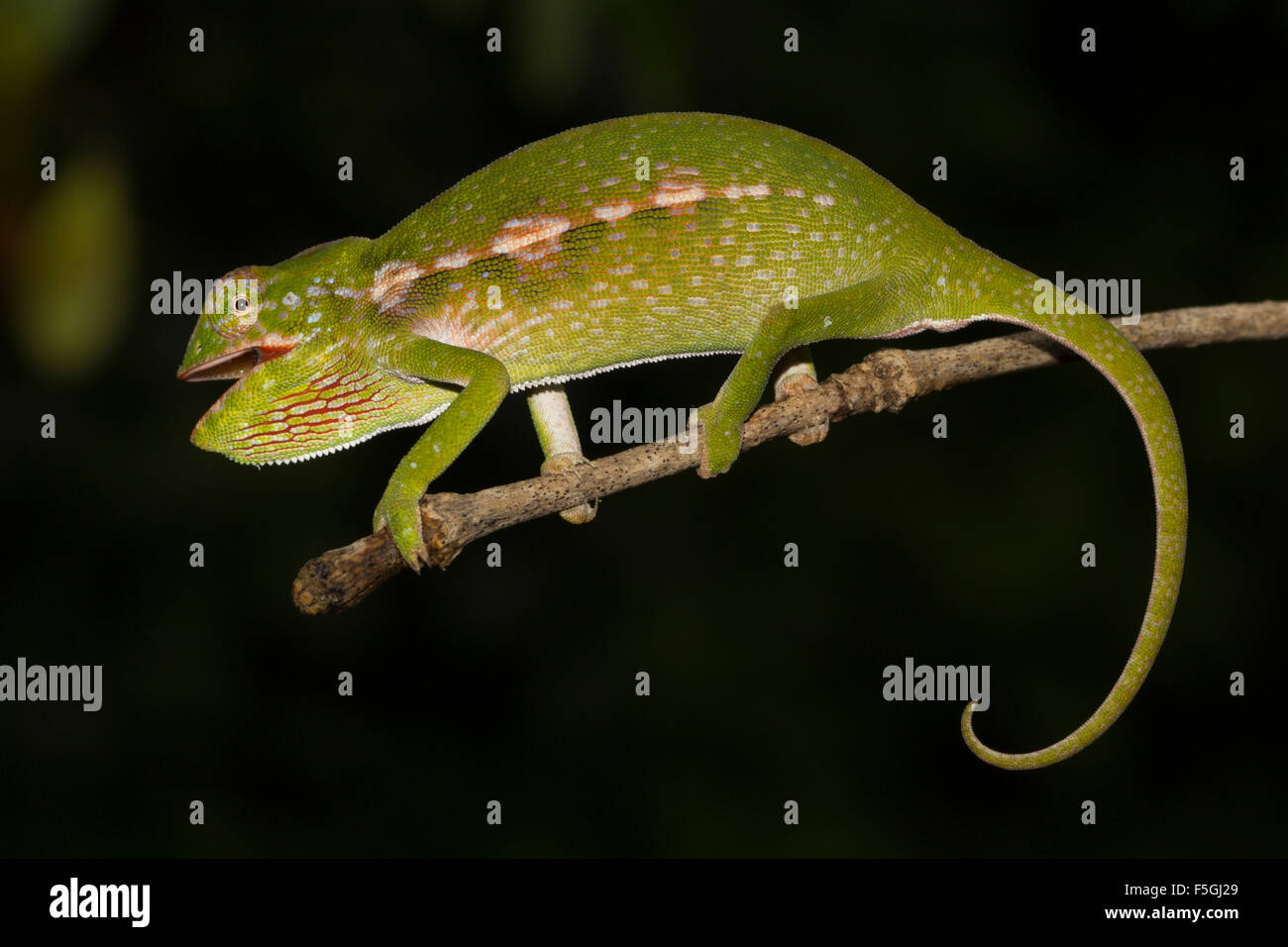 Chameleon (Furcifer major), female, in the dry forest of Zombitse ...