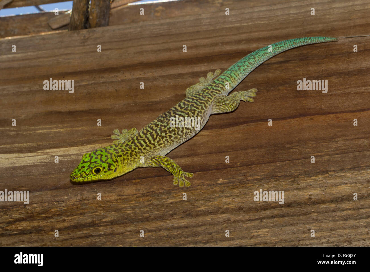 Standing's day gecko (Phelsuma standingi) on wooden beams under roof ...