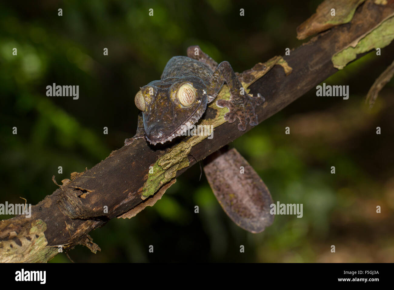 Mossy leaf-tailed gecko (Uroplatus fimbriatus) on tree branch, Nosy ...