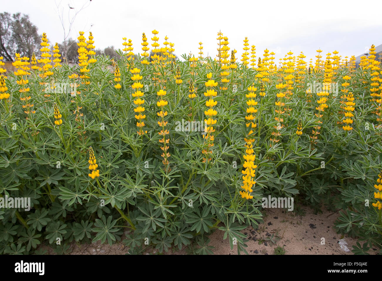 European yellow lupine hi-res stock photography and images - Alamy