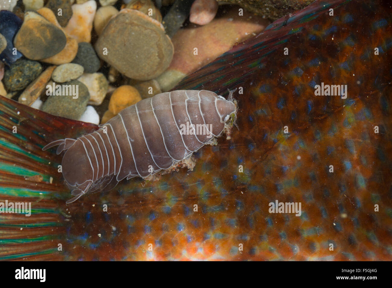 Fish-flea, fish louse, parasitic fish isopod, Fischassel, Fischlaus ...