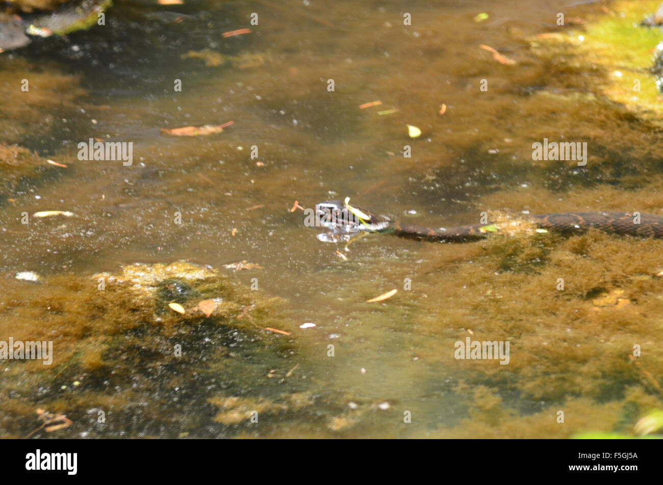A water snake Stock Photo - Alamy