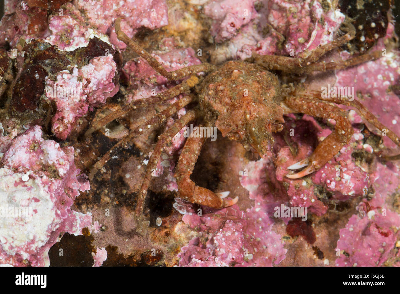 Seespinnen hi-res stock photography and images - Alamy