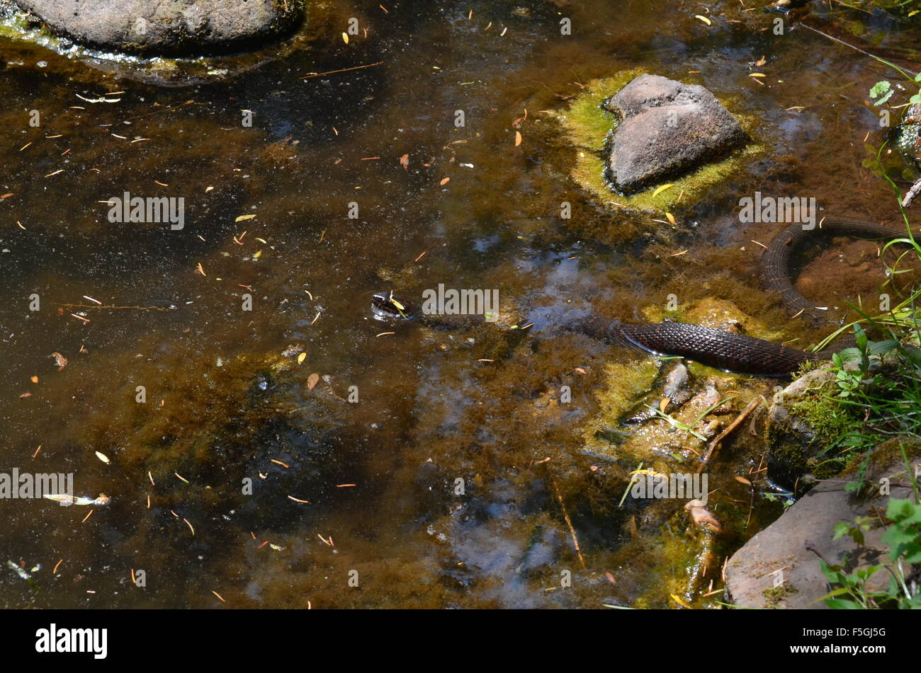 Long snake hi-res stock photography and images - Alamy