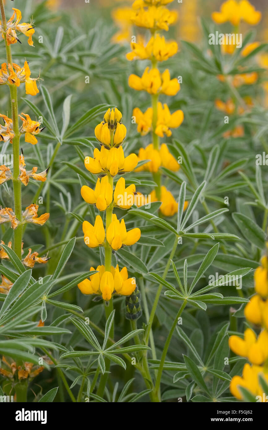 Annual yellow lupin european yellow lupine hi-res stock photography and ...