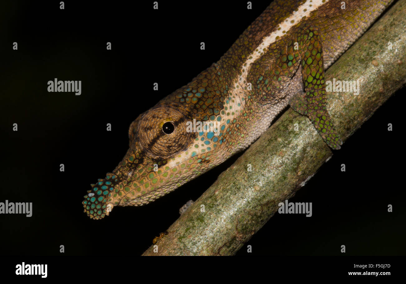 Boettger's chameleon (Calumma boettgeri) in the rainforest of Marojejy ...