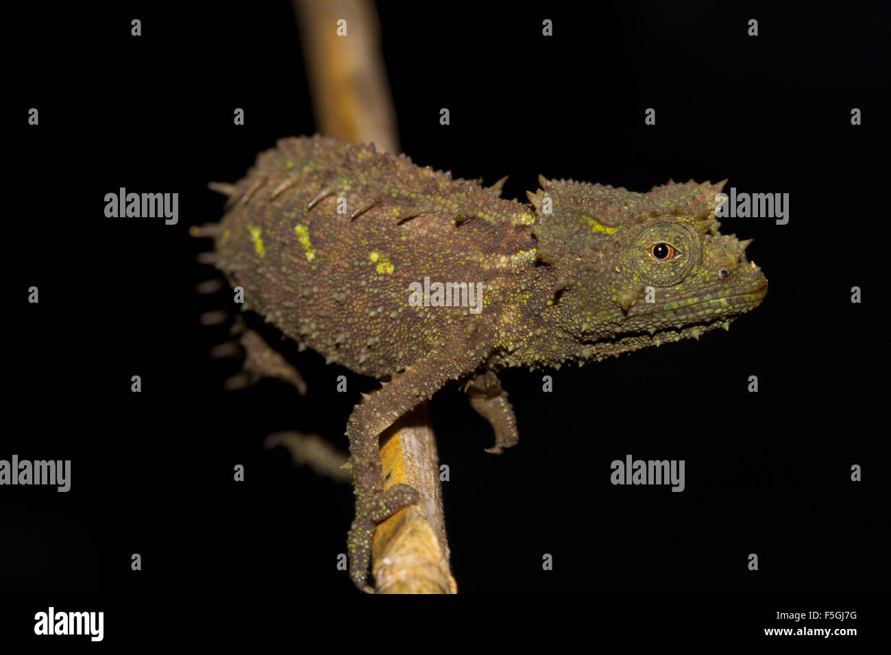 Rare chameleon hi-res stock photography and images - Alamy
