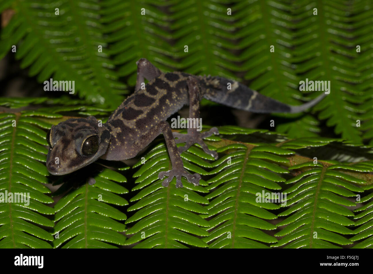 Graceful Madagascar Ground Geckoo (Paroedura gracilis) on fern ...