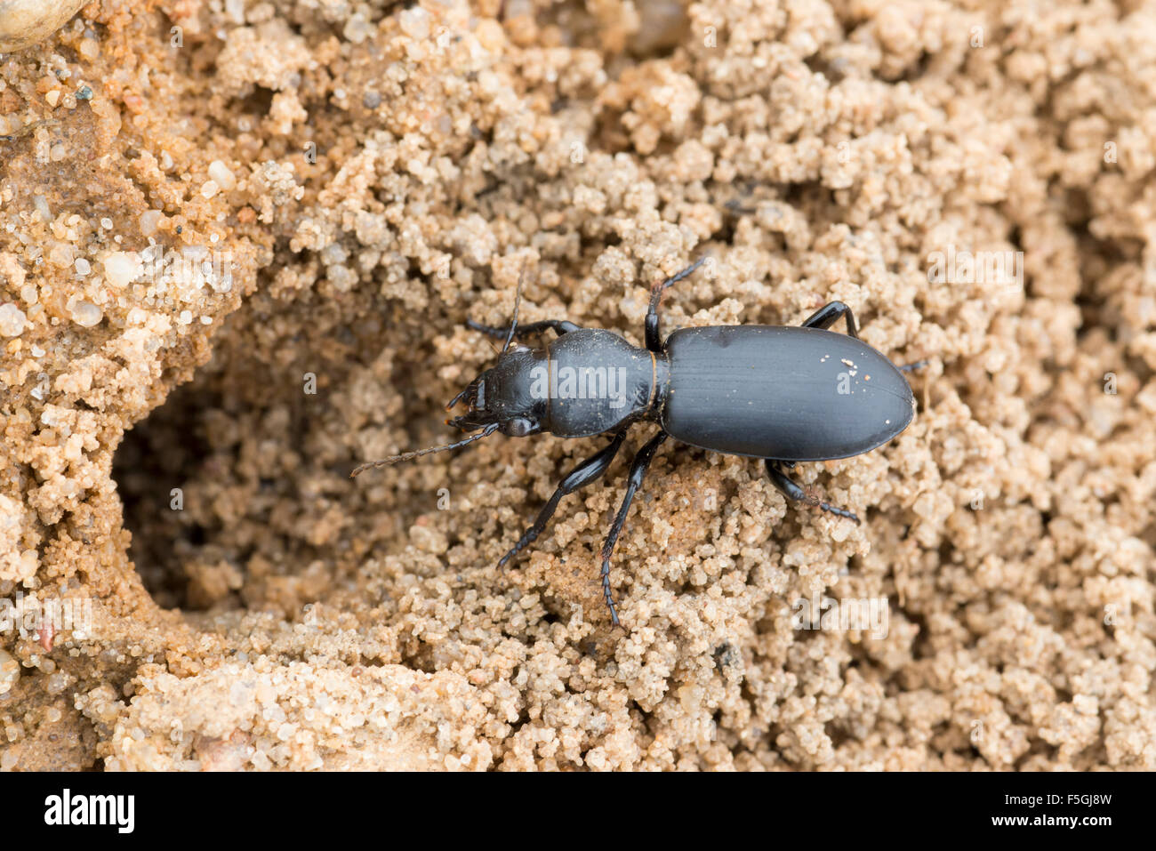 Broscus cephalotes (Broscus cephalotes) on sandy ground in front of ...