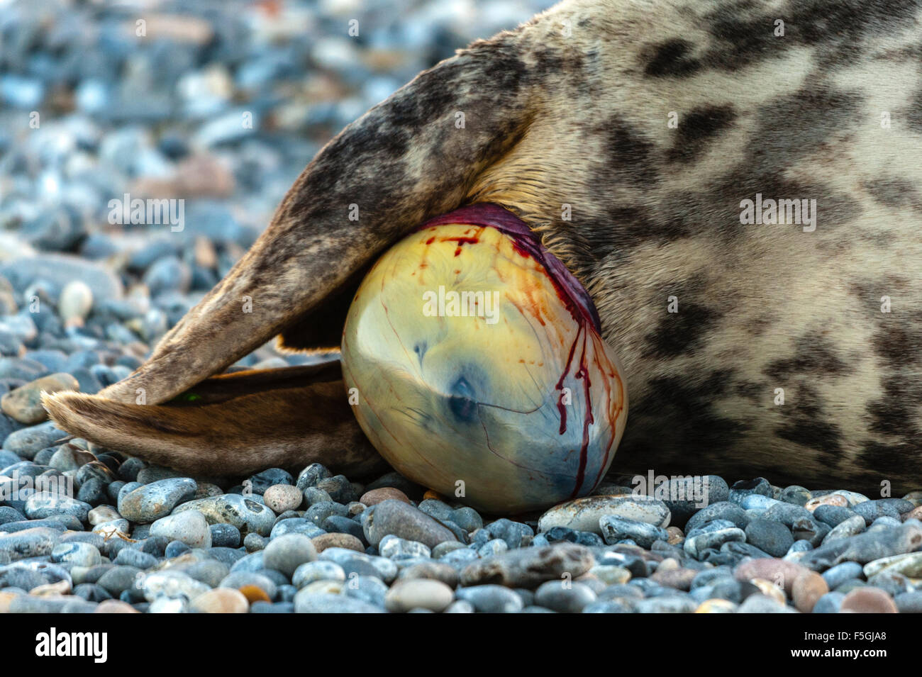 Baby Animals Being Born