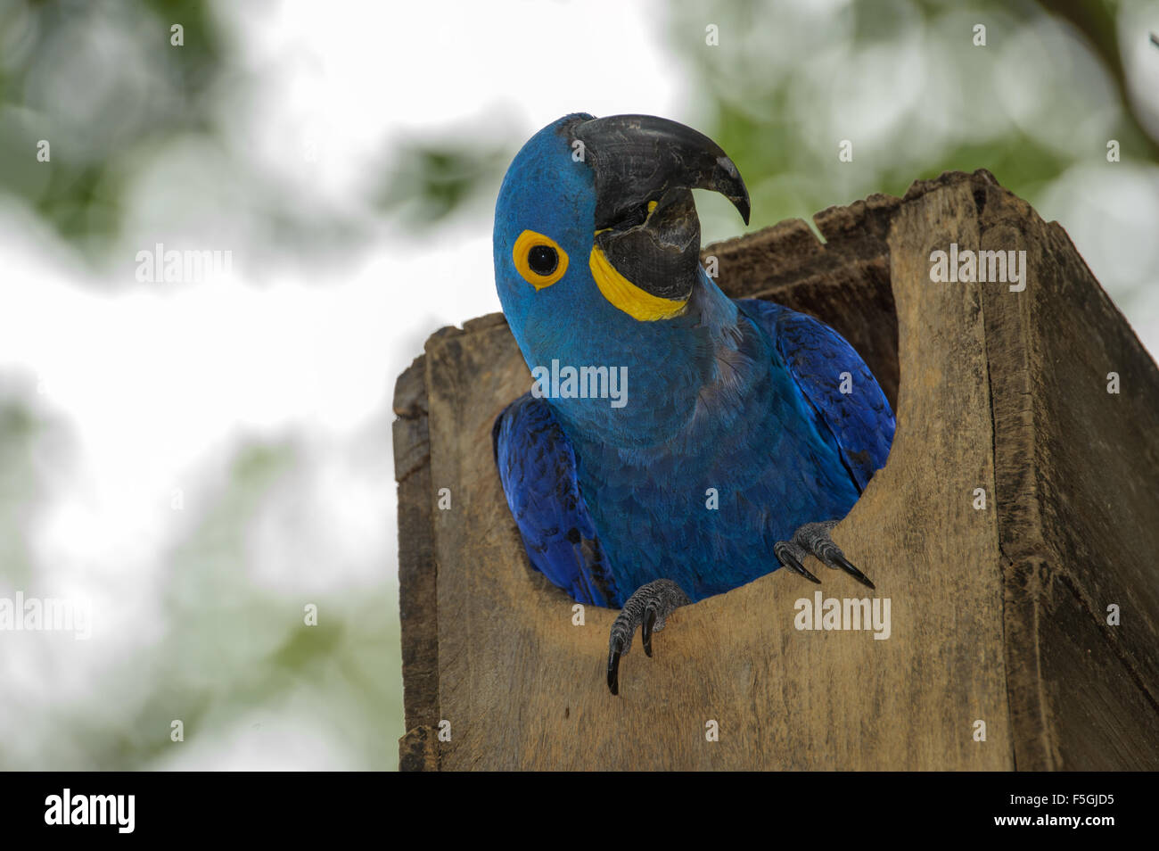 Hyacinth Macaw (Anodorhynchus hyacinthinus) in nesting box, Araras ...
