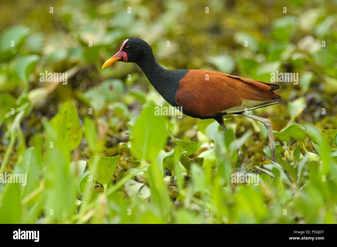 Wattled Jacana (Jacana jacana), Araras Ecolodge, Mato Grosso, Brazil ...