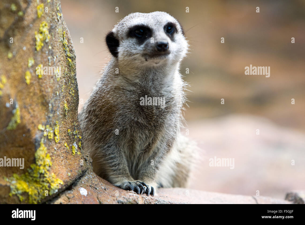 Baby meerkat hi-res stock photography and images - Alamy