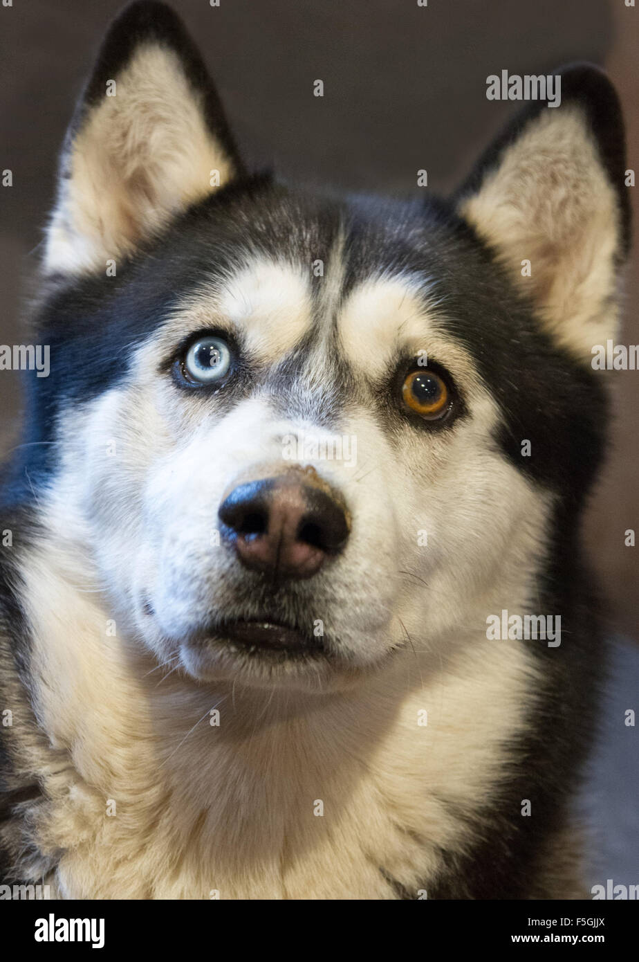 Husky Head Shot High Resolution Stock Photography and Images - Alamy