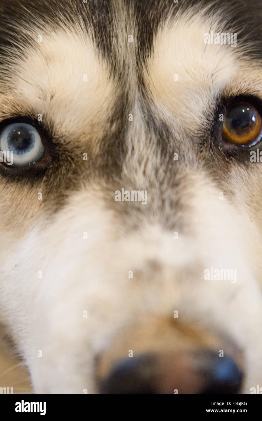 Husky head shot hi-res stock photography and images - Alamy