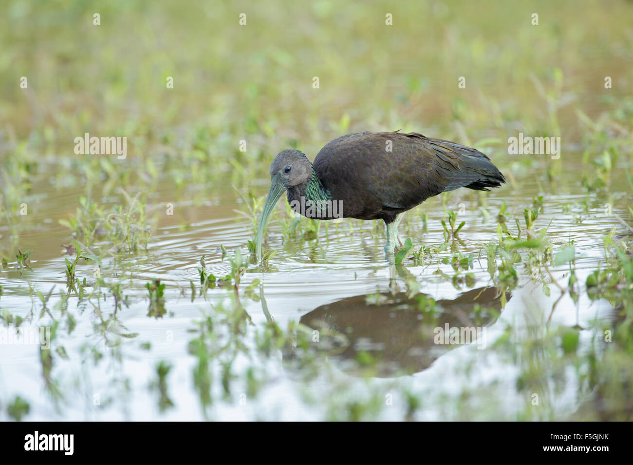 Green Ibis (Mesembrinibis cayennensis) searching for food, Araras ...