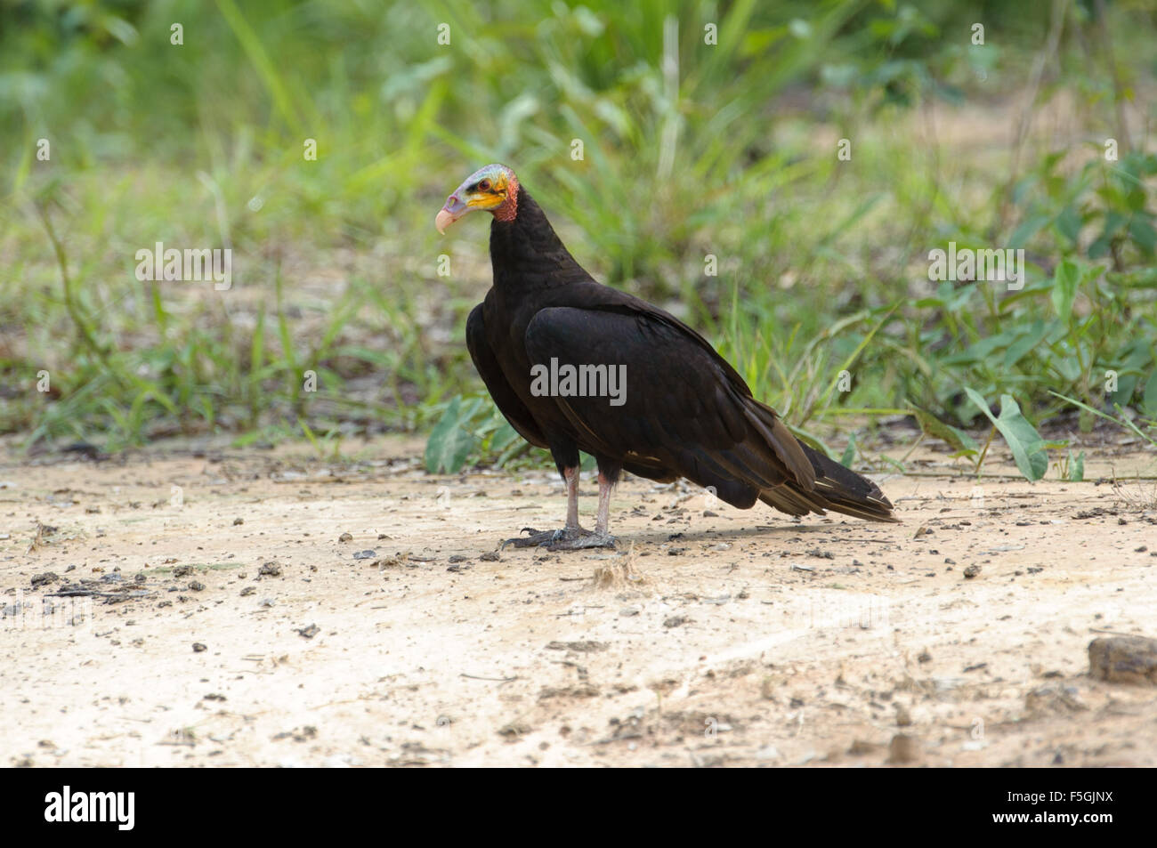 Lesser Yellow-headed Vulture (Cathartes burrovianus) , Araras Ecolodge ...