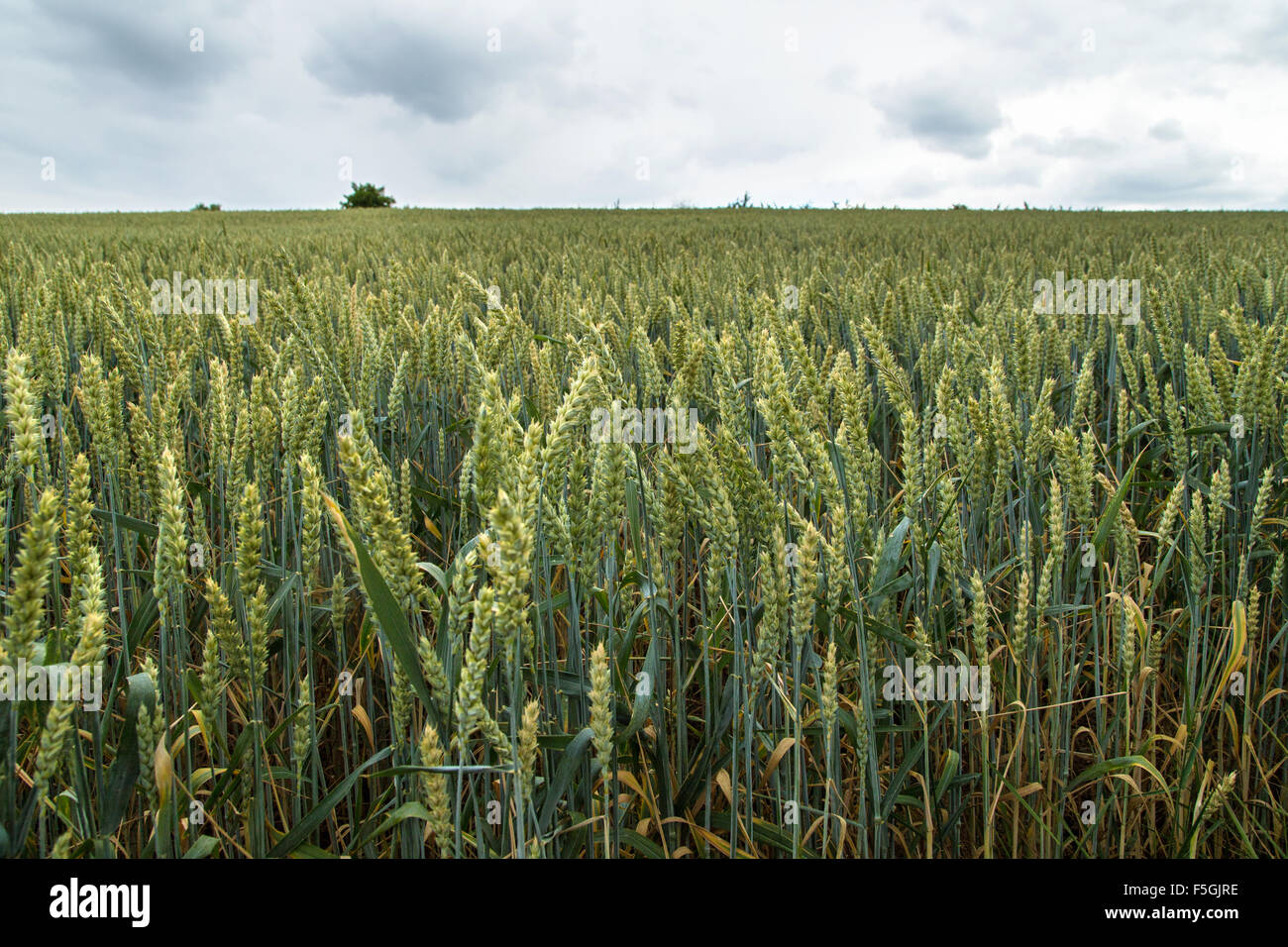 Wacker, Germany, wheat field Stock Photo - Alamy