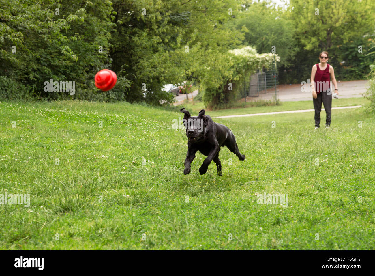 Black labrador running with ball hi-res stock photography and images ...