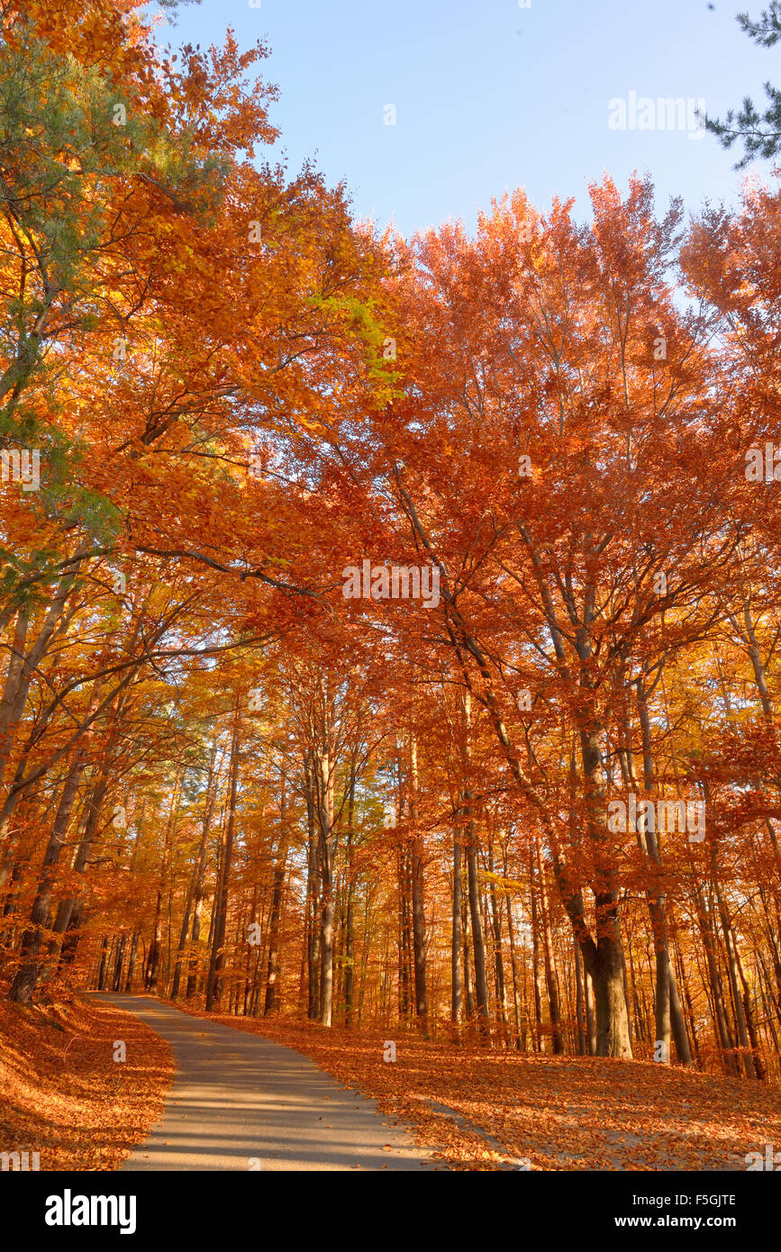 Colorful autumn forest hi-res stock photography and images - Alamy