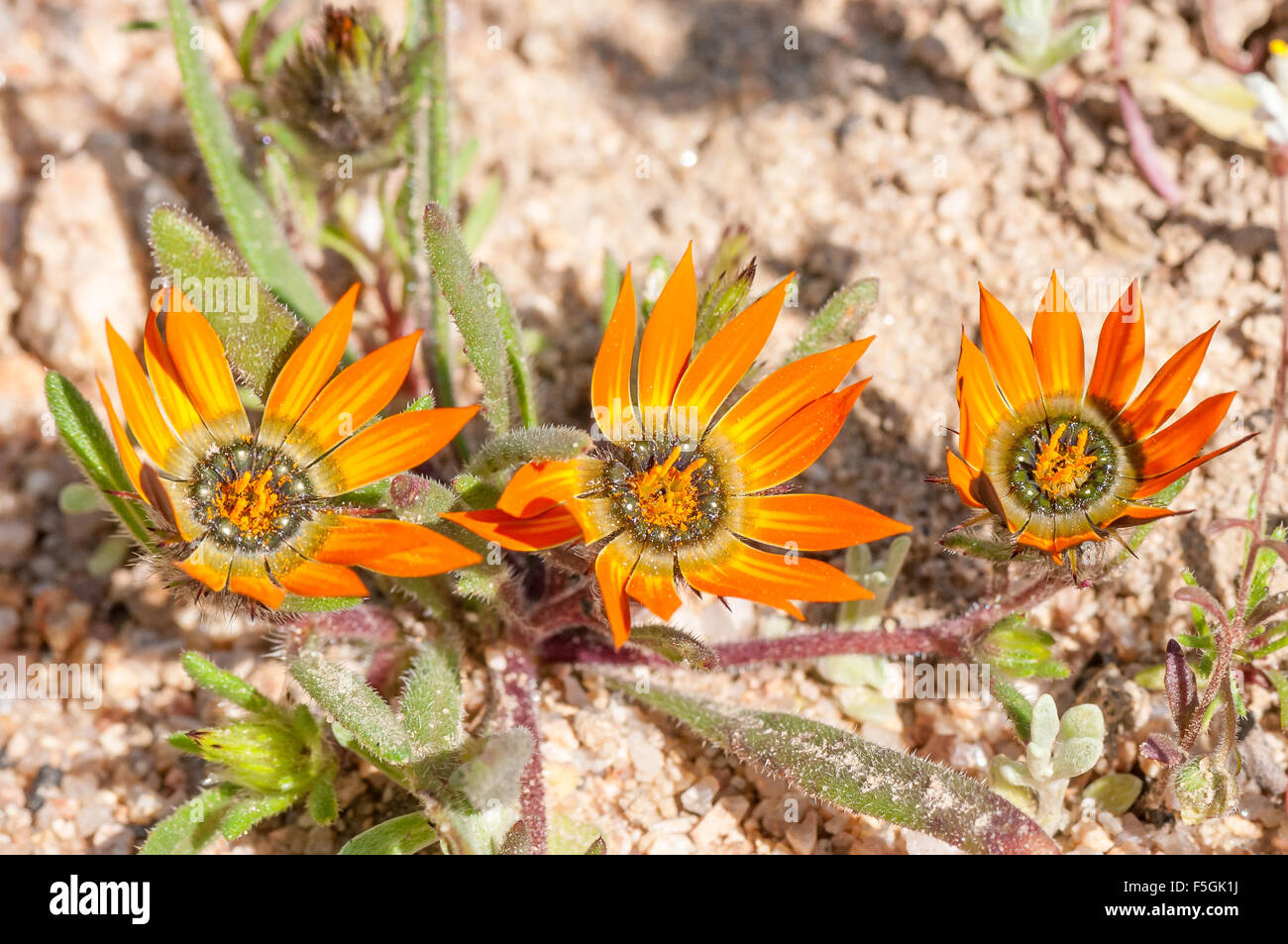 Indigenous flowers of the family Asteraceae at Skilpad in the Namaqua ...