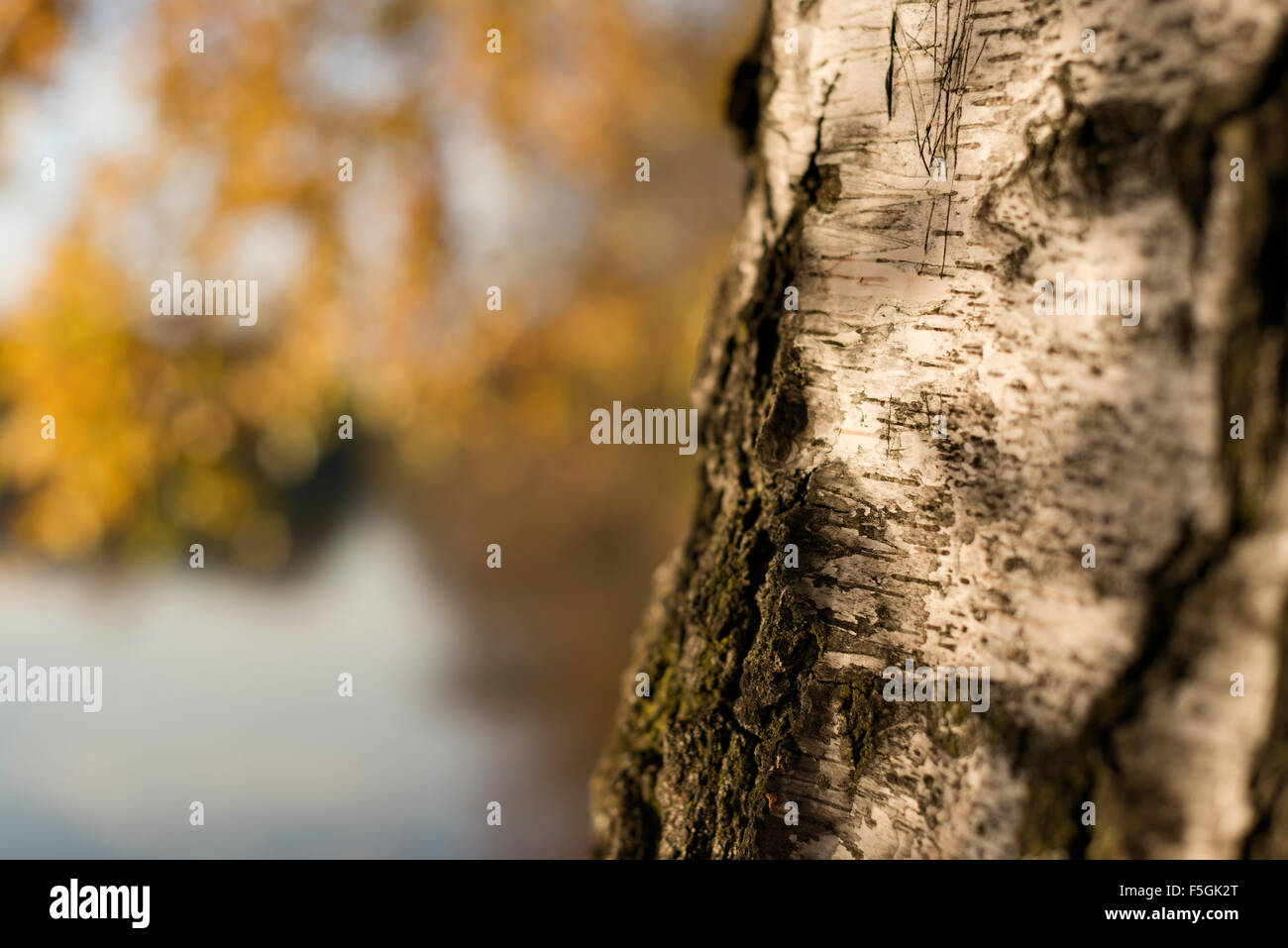Birch trees close up hi-res stock photography and images - Alamy