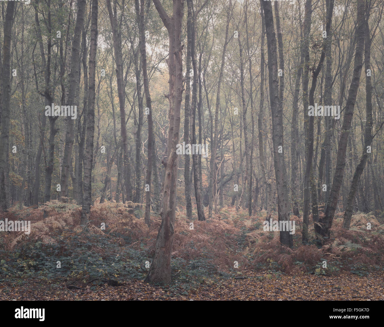 Epping forest autumn hi-res stock photography and images - Alamy