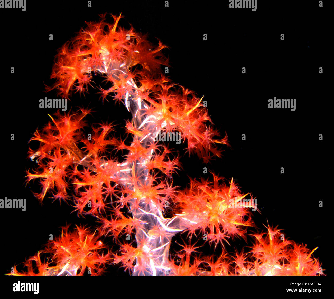 Soft Coral Tree Stock Photo - Alamy