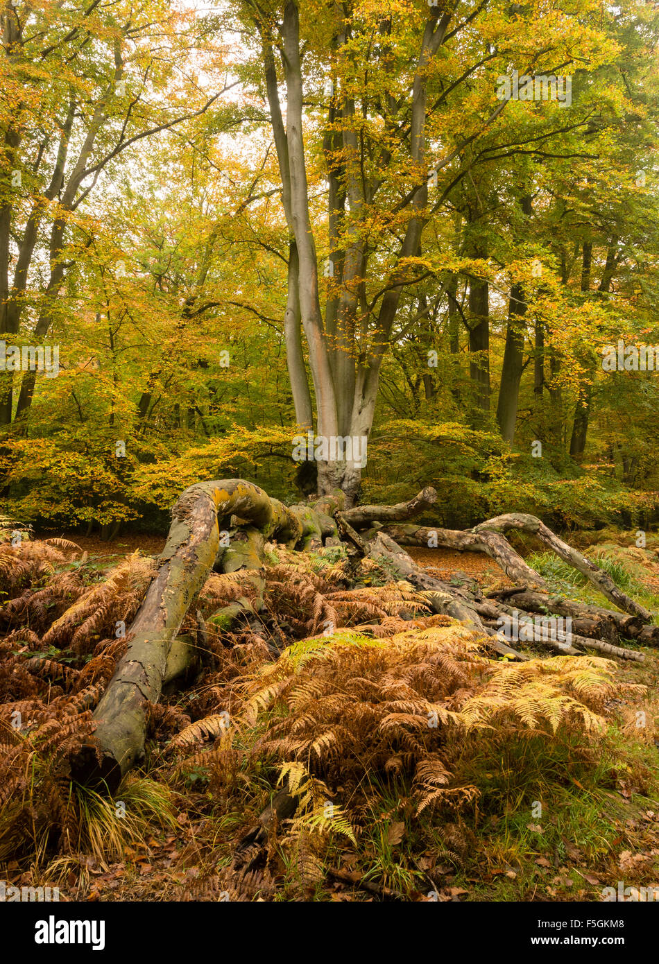 Epping forest autumn hi-res stock photography and images - Alamy