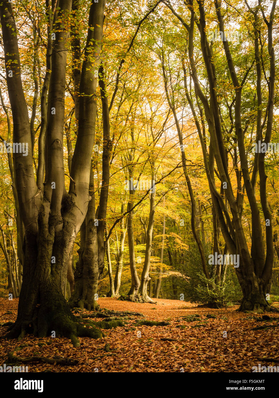 Epping forest hi-res stock photography and images - Alamy