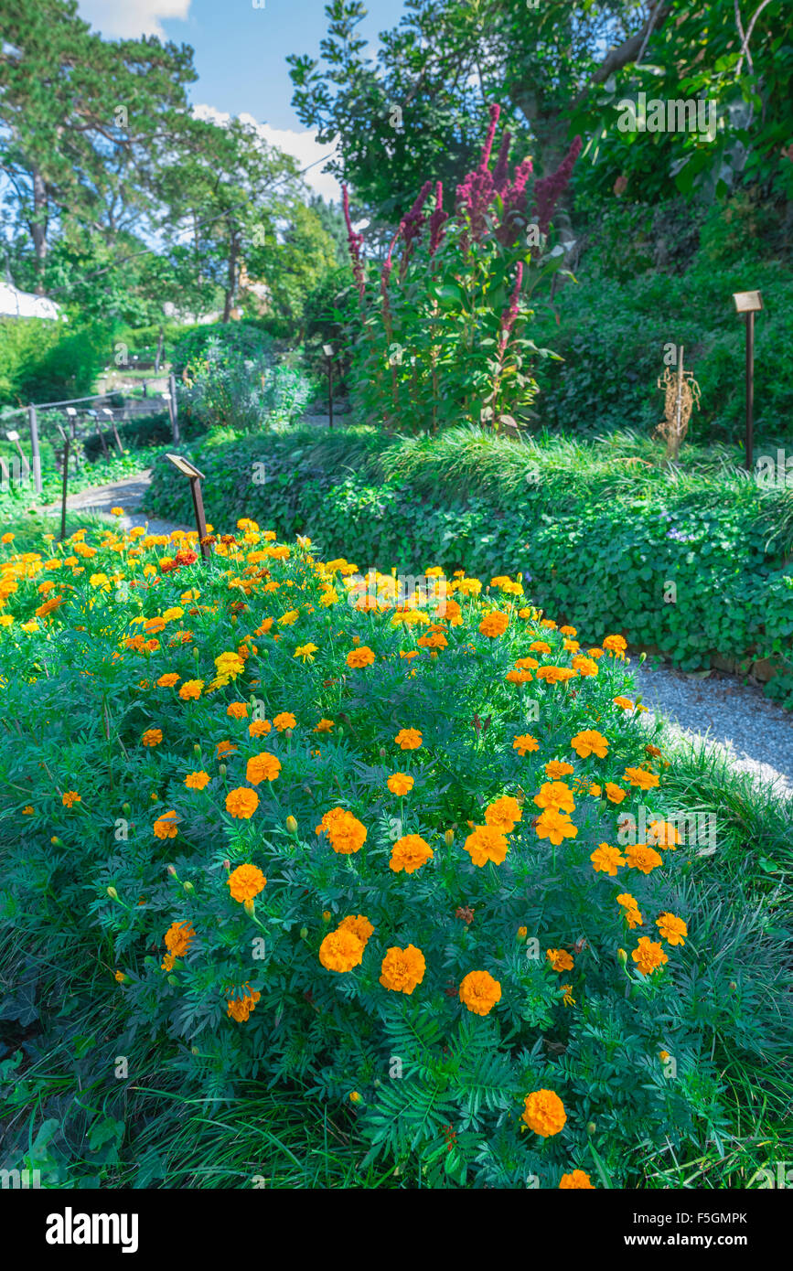 Marigolds, view of a bed of French marigolds (tagetes patula "hero ...