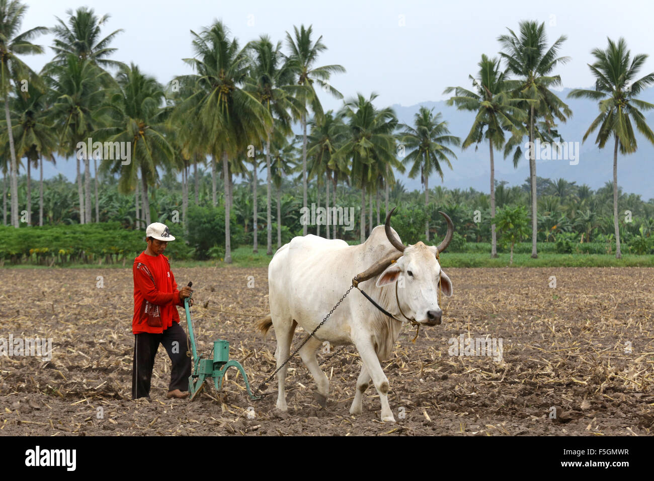 Starkpix the philippines mindanao exterior exteriors farm farming ...