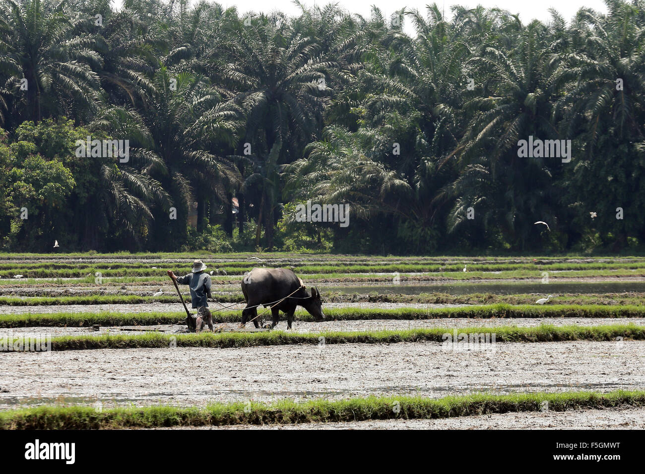Man with water buffalo plowing a wet rice field on the island of ...
