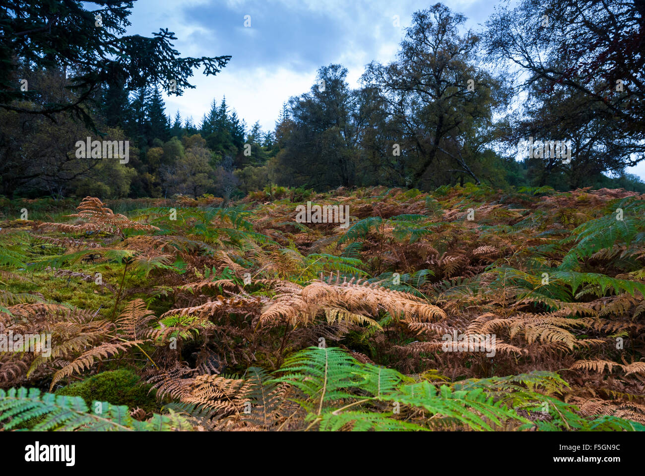 Bracken nature plant scotland hi-res stock photography and images - Alamy