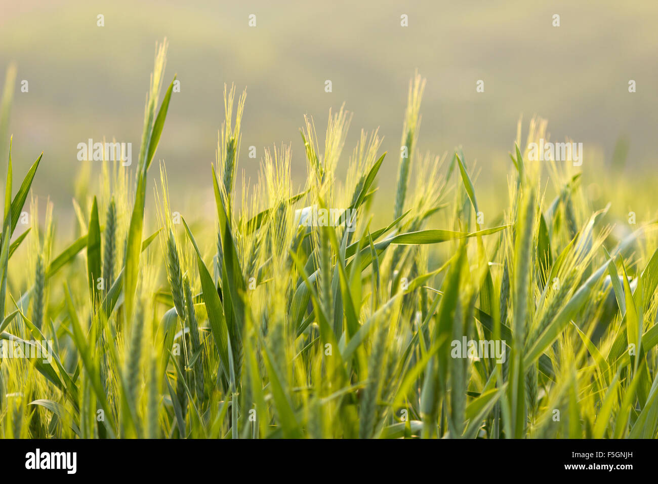 Field with barley plants hi-res stock photography and images - Alamy