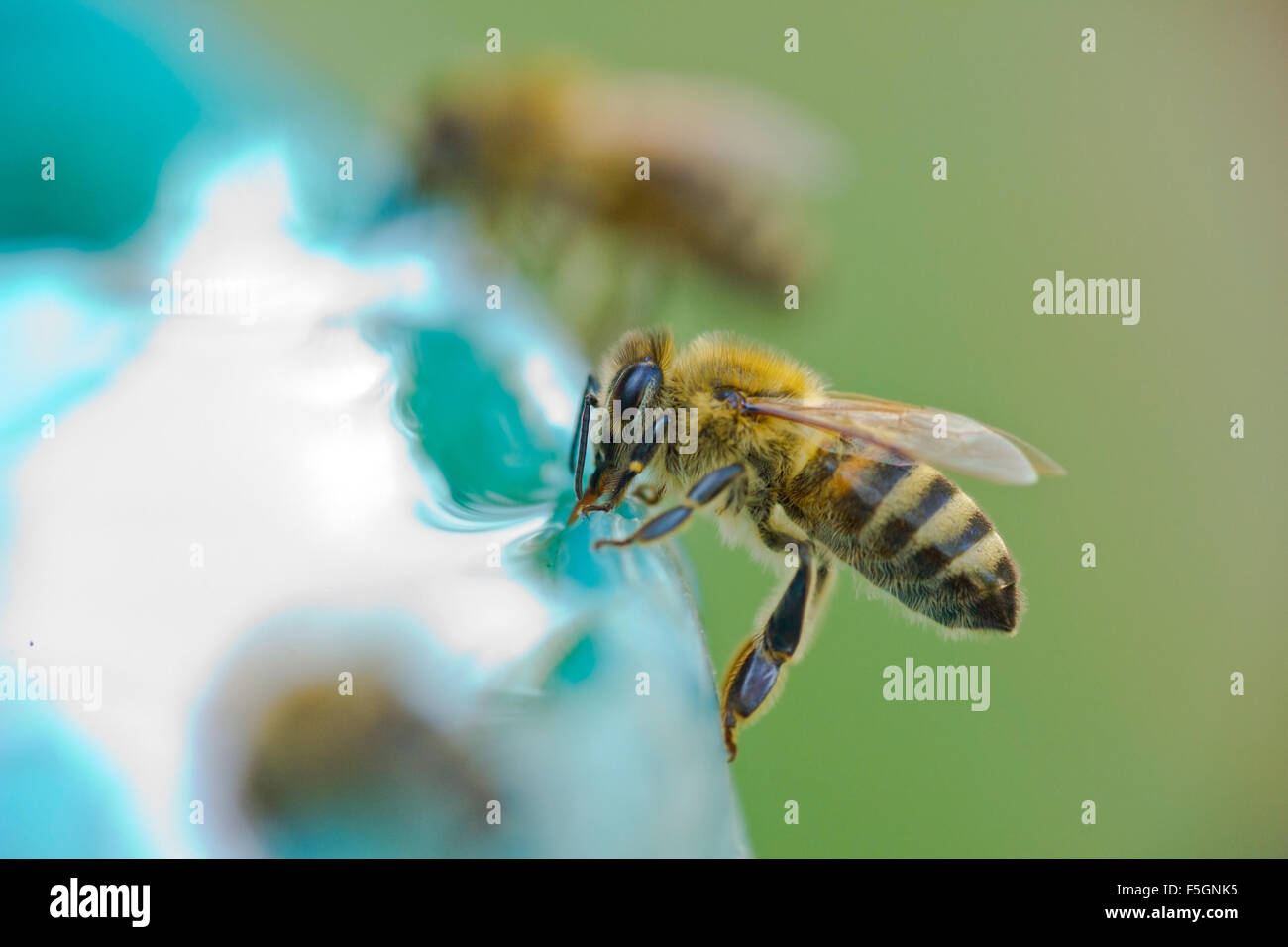 Bee drinking water Stock Photo - Alamy Bee drinking water Stock Photo - Alamy