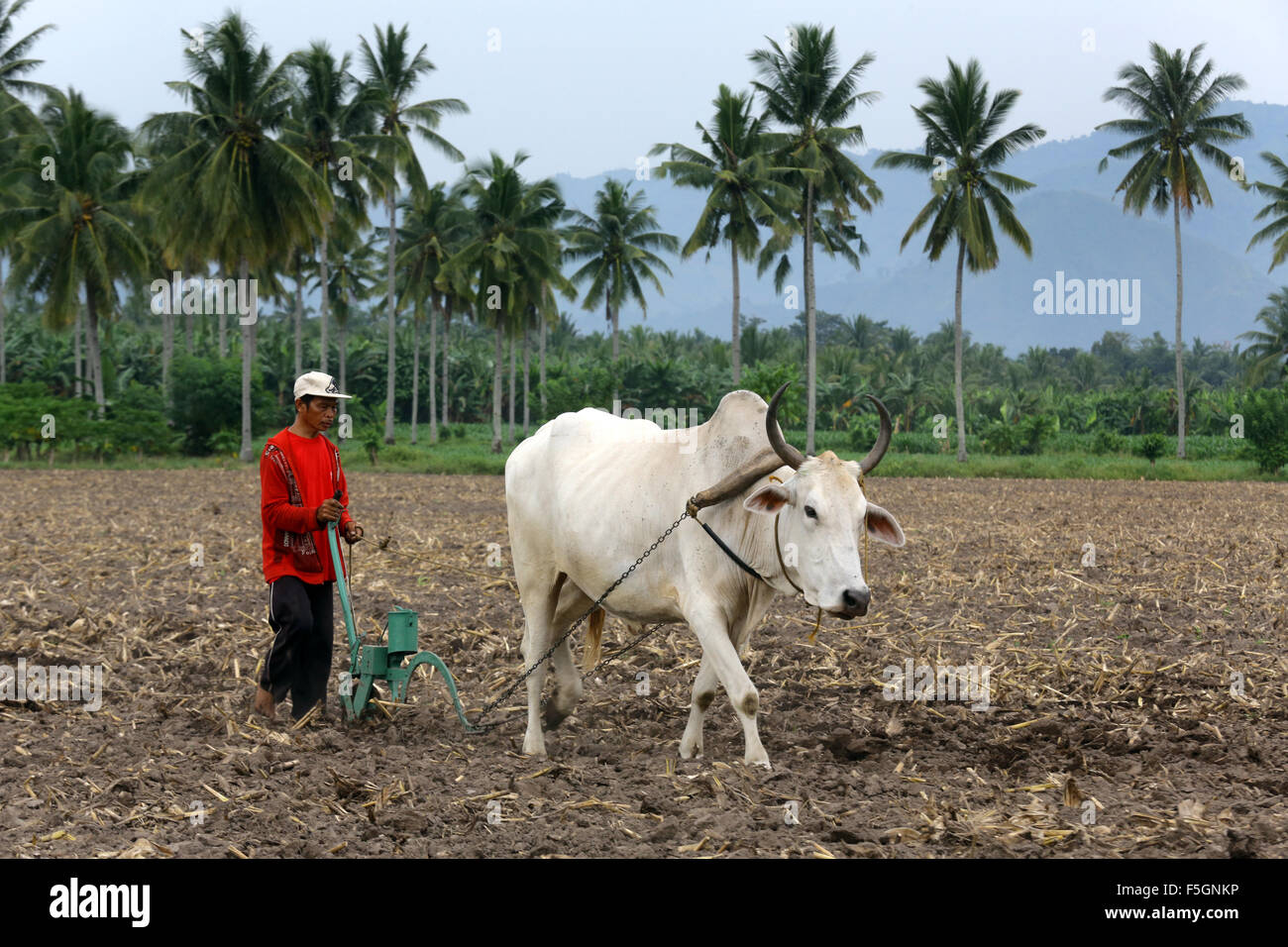 Man with white oxen plowing a field on the island of Mindanao, The ...
