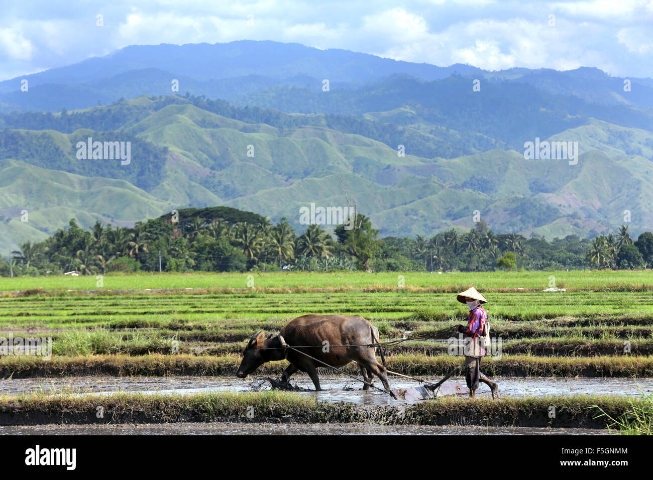Man with water buffalo preparing a wet paddy field for planting rice on ...