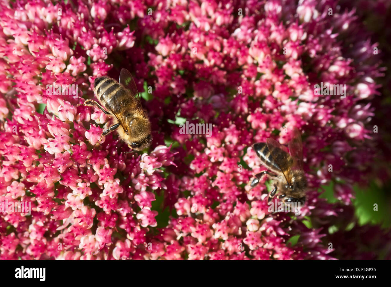 pair of solitary bees feeding on Sedum flower head Stock Photo - Alamy