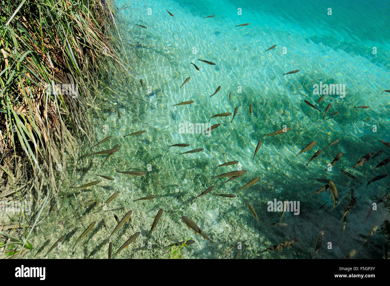 Fish in the clear water of Plitvice Lakes National Park, Croatia Stock ...