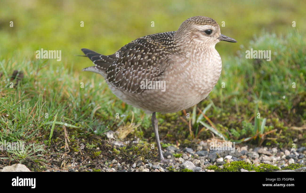 American Golden Plover, Davidstow airfield, Cornwall Pluvialis dominica ...