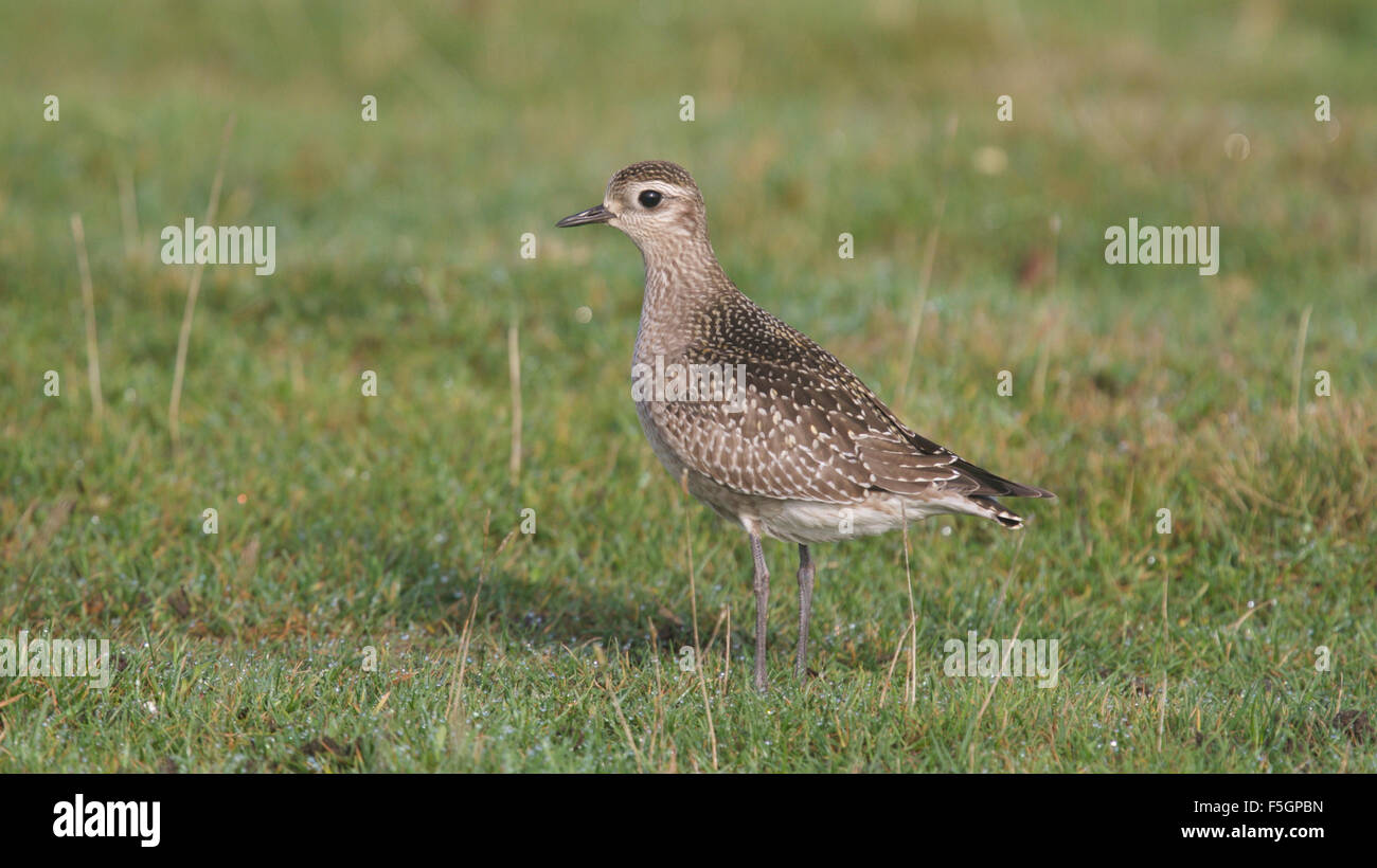 American Golden Plover, Davidstow airfield, Cornwall Pluvialis dominica ...