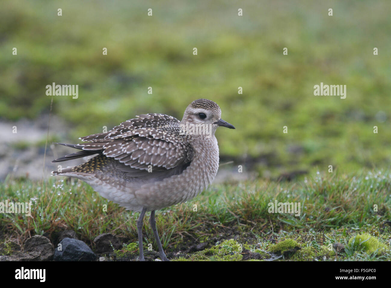 American Golden Plover, Davidstow airfield, Cornwall Pluvialis dominica ...