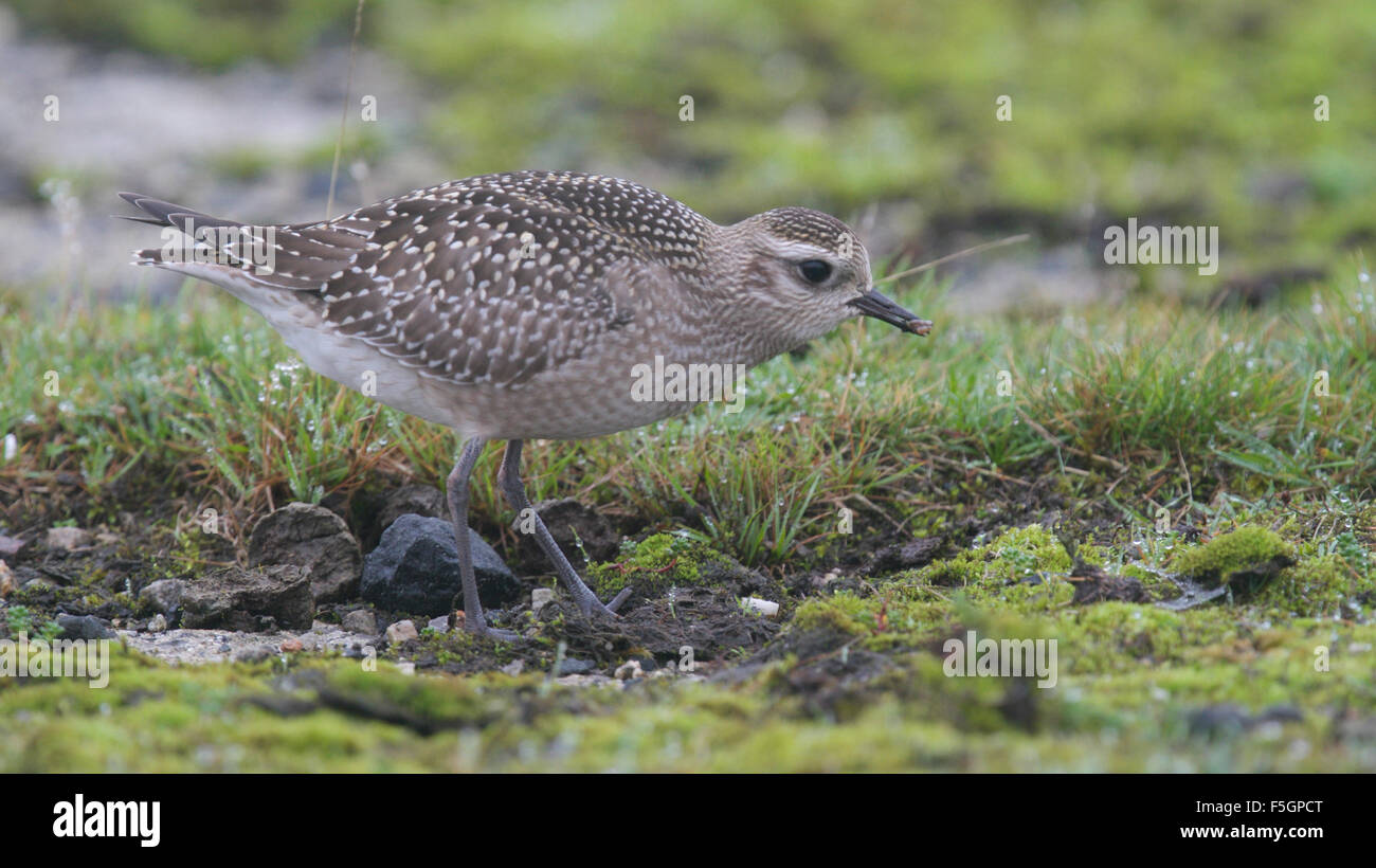 American Golden Plover, Davidstow airfield, Cornwall Pluvialis dominica ...