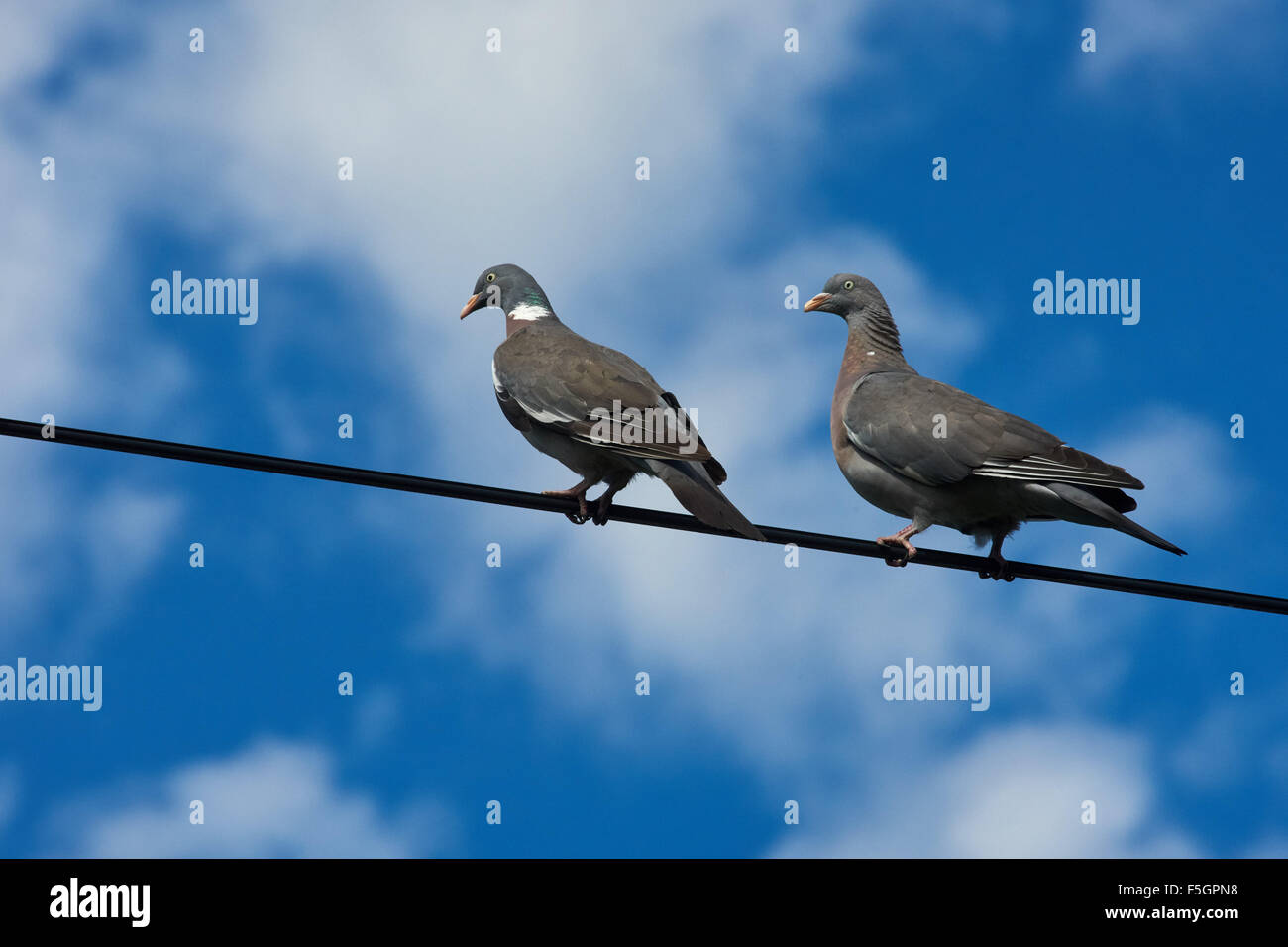 Berlin, Germany, pigeons Stock Photo - Alamy